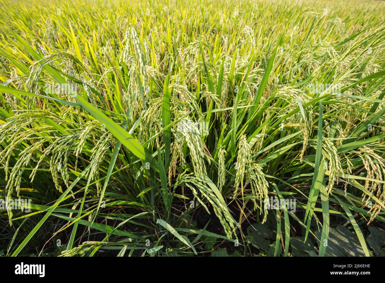The Rice field, Thailand, Southeast Asia Stock Photo - Alamy