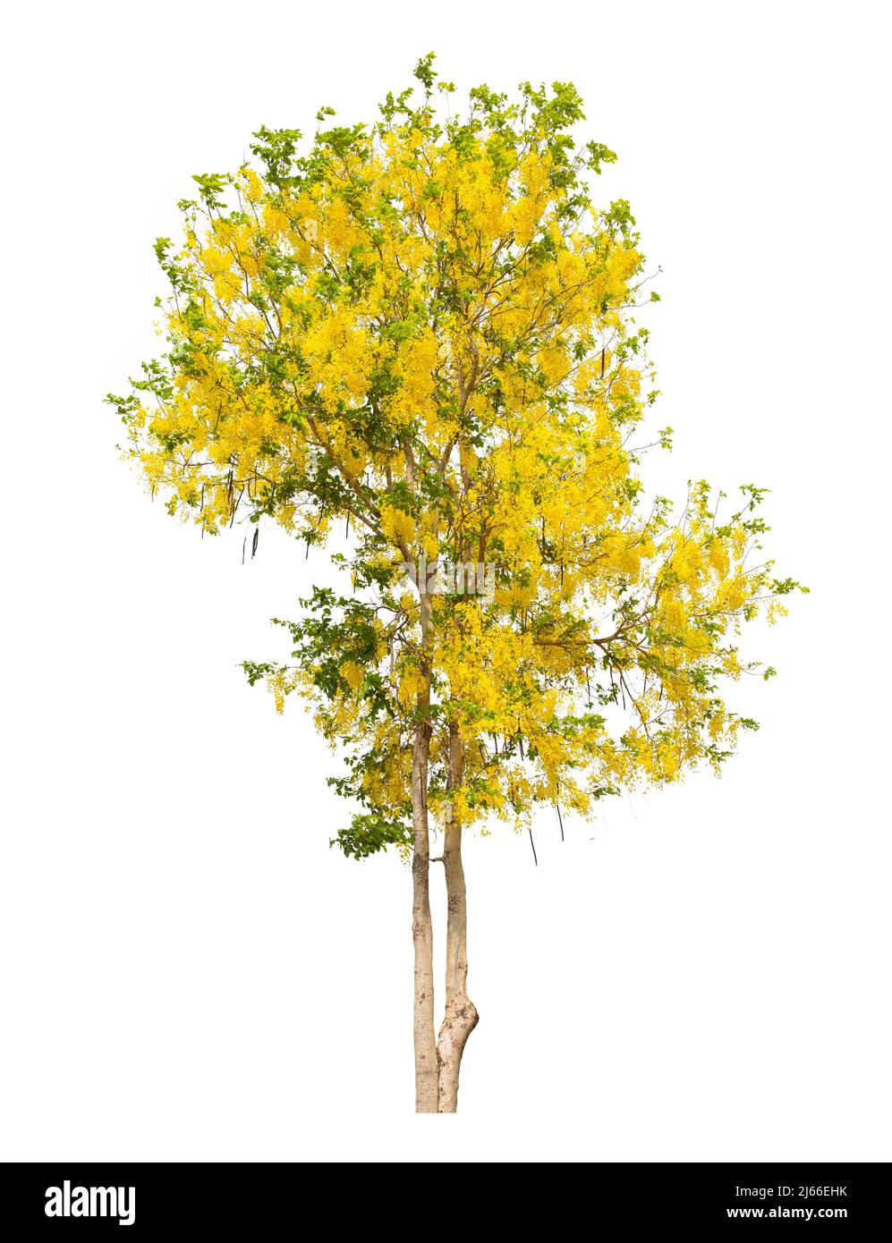 Cassia fistula tree or Golden shower National tree of Thailand and isolated on white background ...