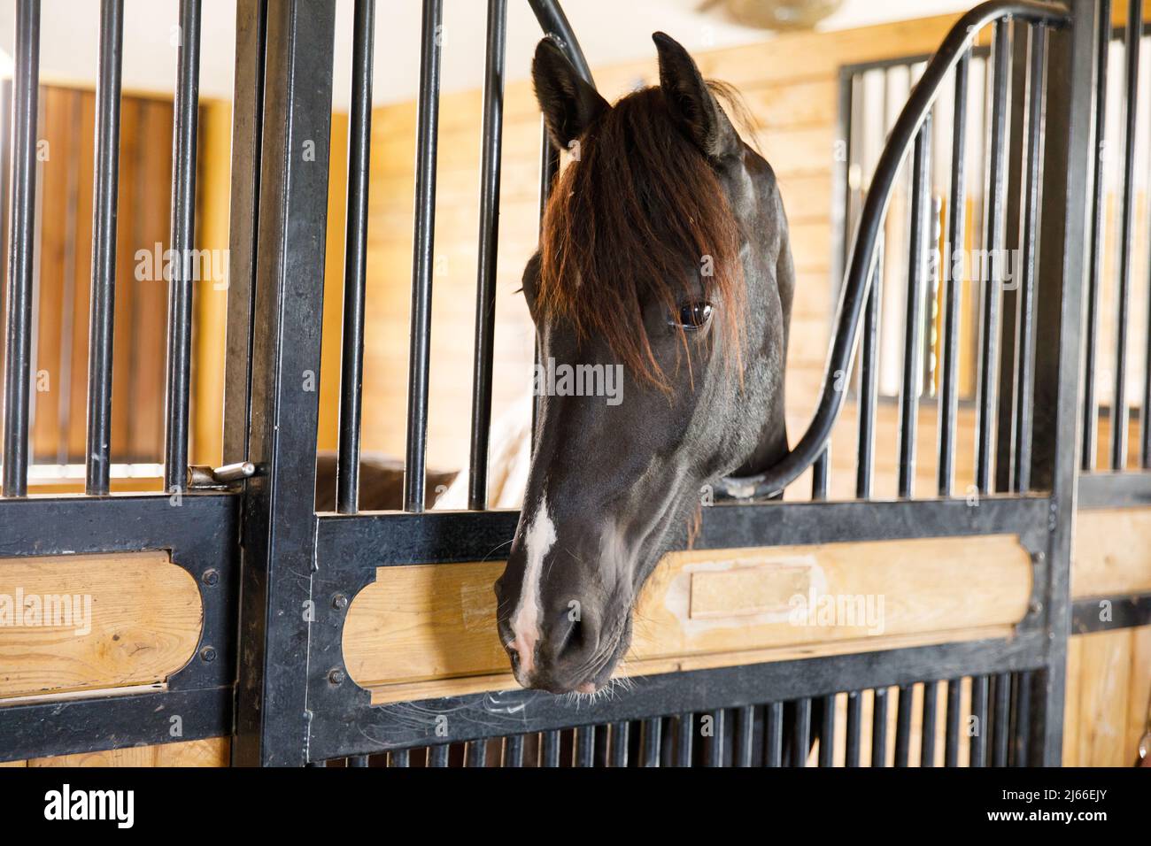 Portrait of a horse standing in a stall Stock Photo - Alamy