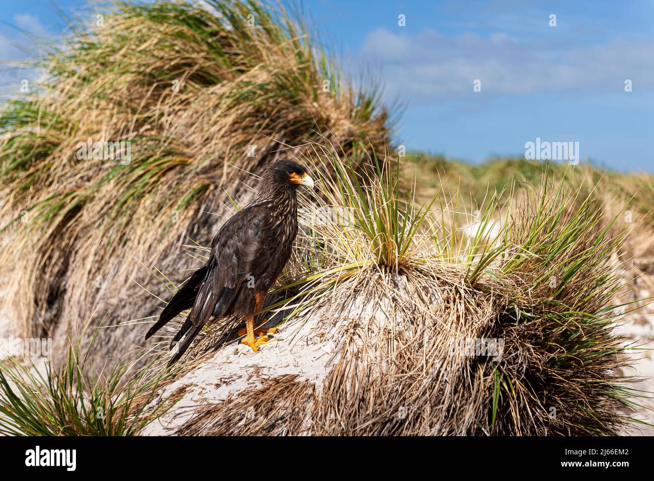 Falklandkarakara oder Johnny Rook (Phalcoboenus australis), Carcass ...