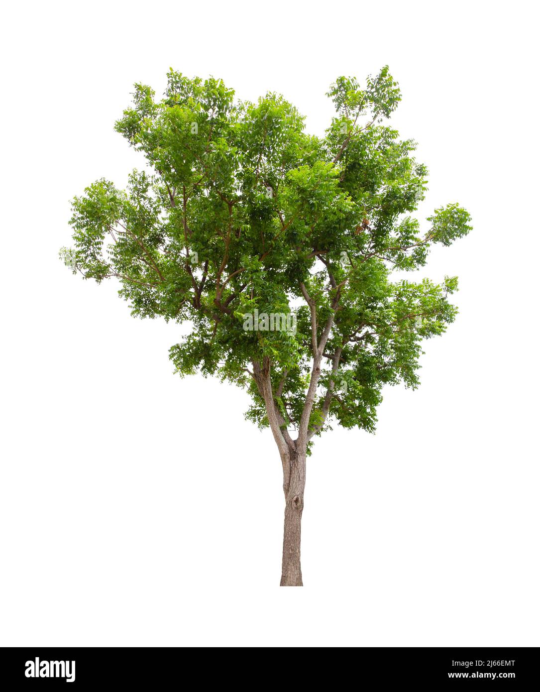 Single Tree isolated on white background, With Clipping path Stock ...