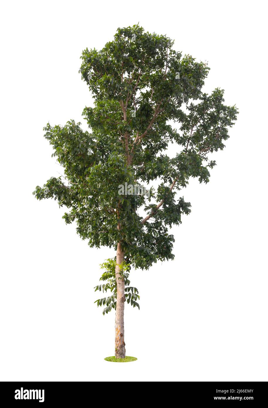 Single Tree isolated on white background, With Clipping path Stock ...