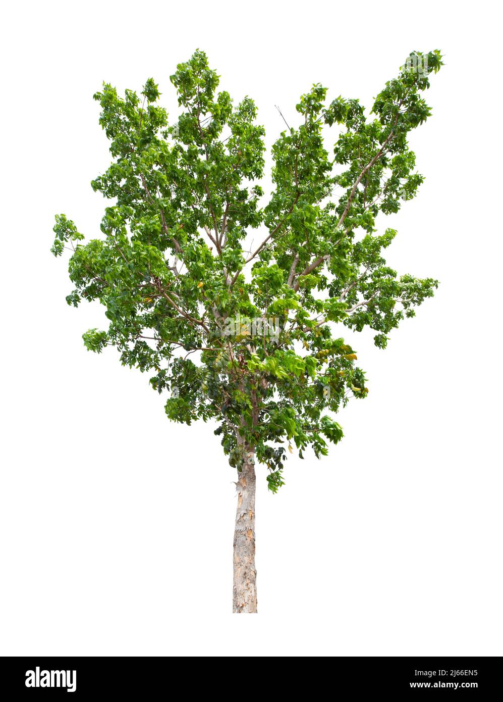 Single Tree isolated on white background, With Clipping path Stock ...