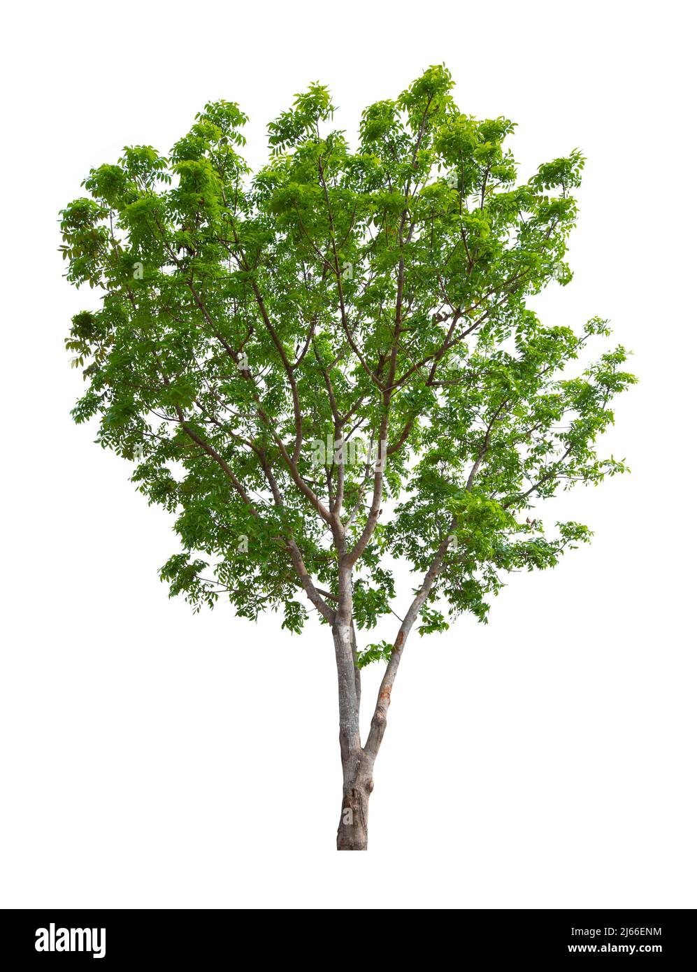 Single Tree isolated on white background, With Clipping path Stock ...