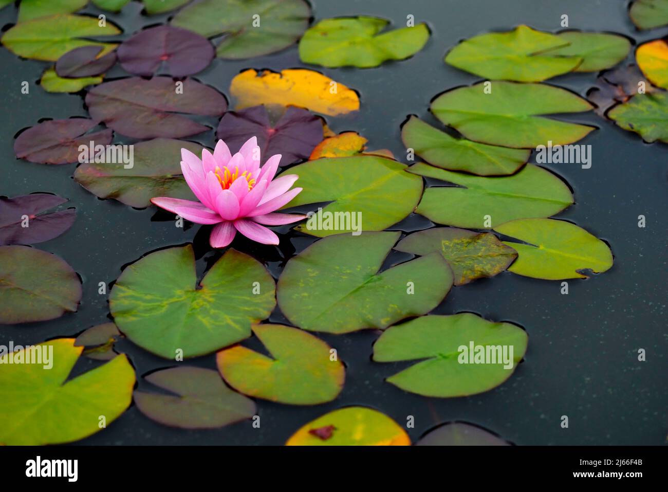 Aqua lily pond hi-res stock photography and images - Alamy
