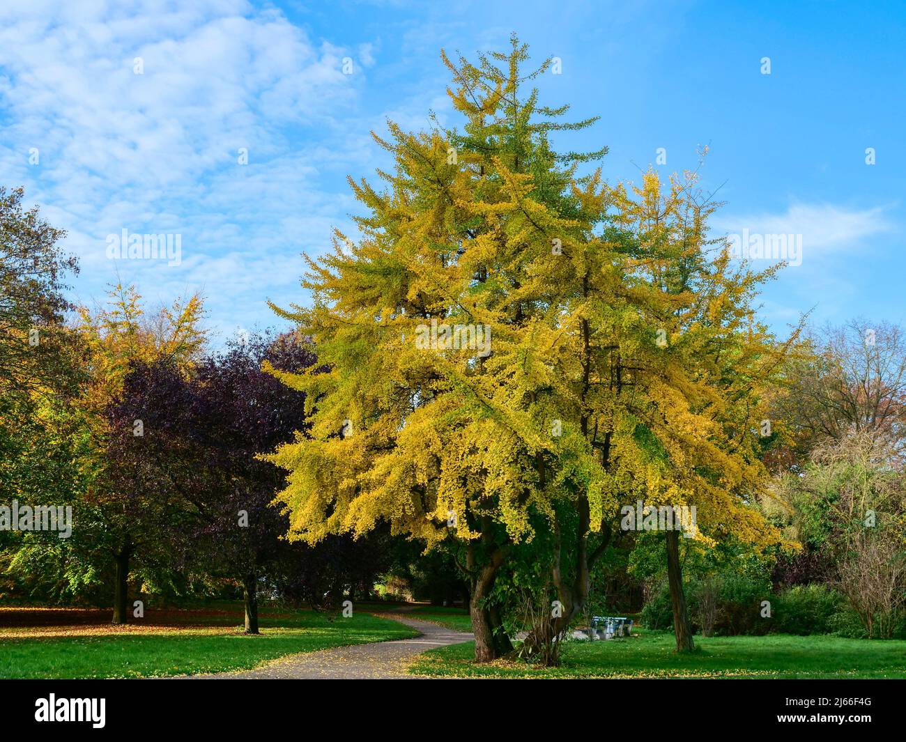 Gingko tree with yellow autumn leaves in the sunshine Stock Photo - Alamy