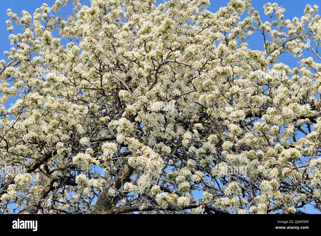 Birnenbaum (Pyrus) in der Bluetezeit, Baumkrone, Nordrhein-Westfalen ...