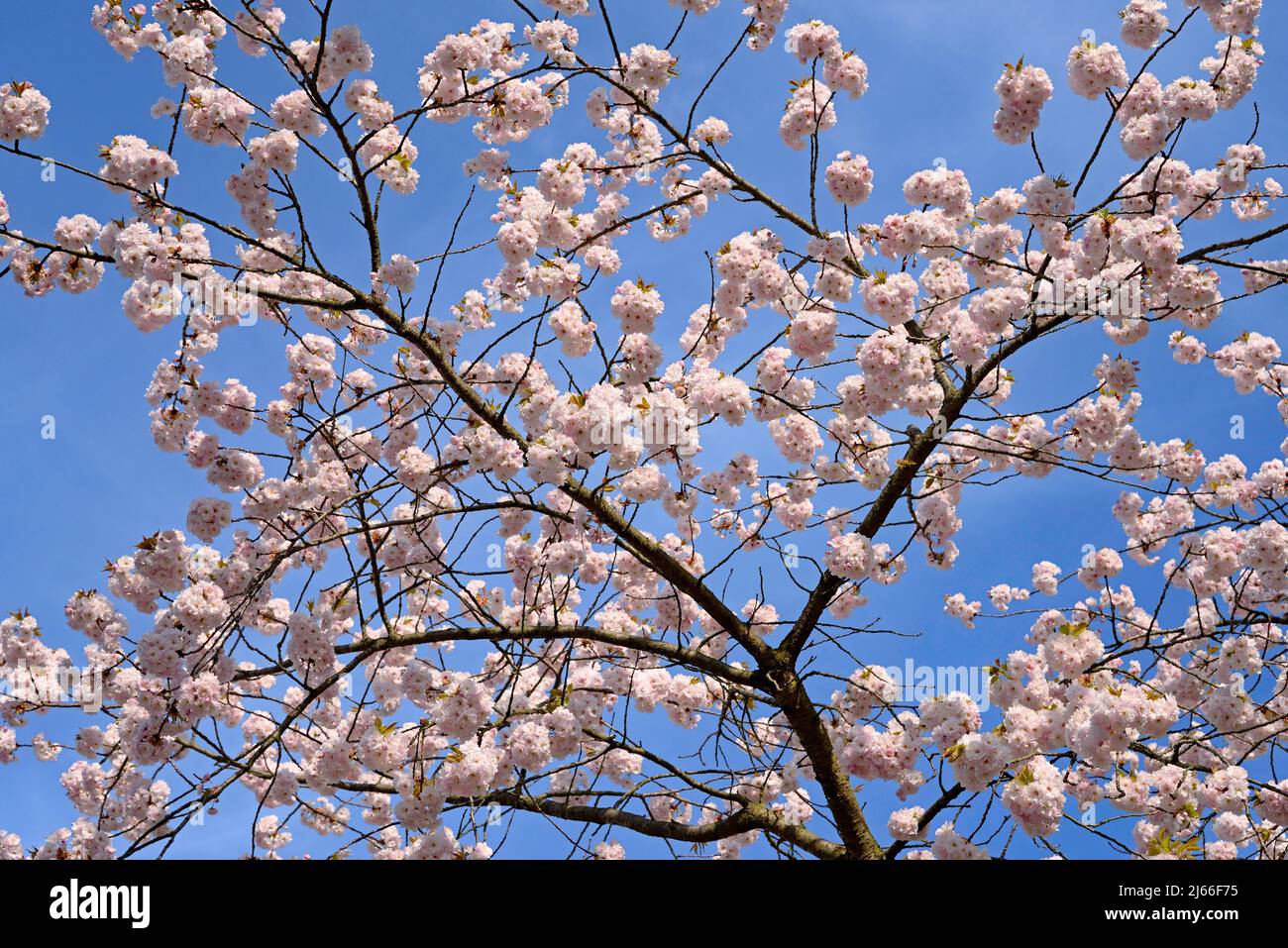 Kirschbaum (Prunus), Zweige mit rosa Blueten, Nordrhein-Westfalen ...