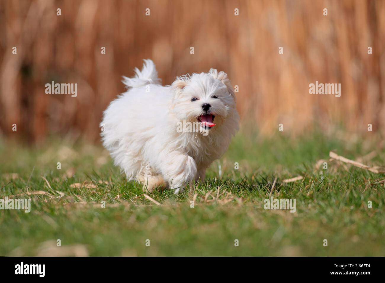 Malteser Welpe (Canis lupus familiaris), Welpe rennt ueber eine Wiese ...