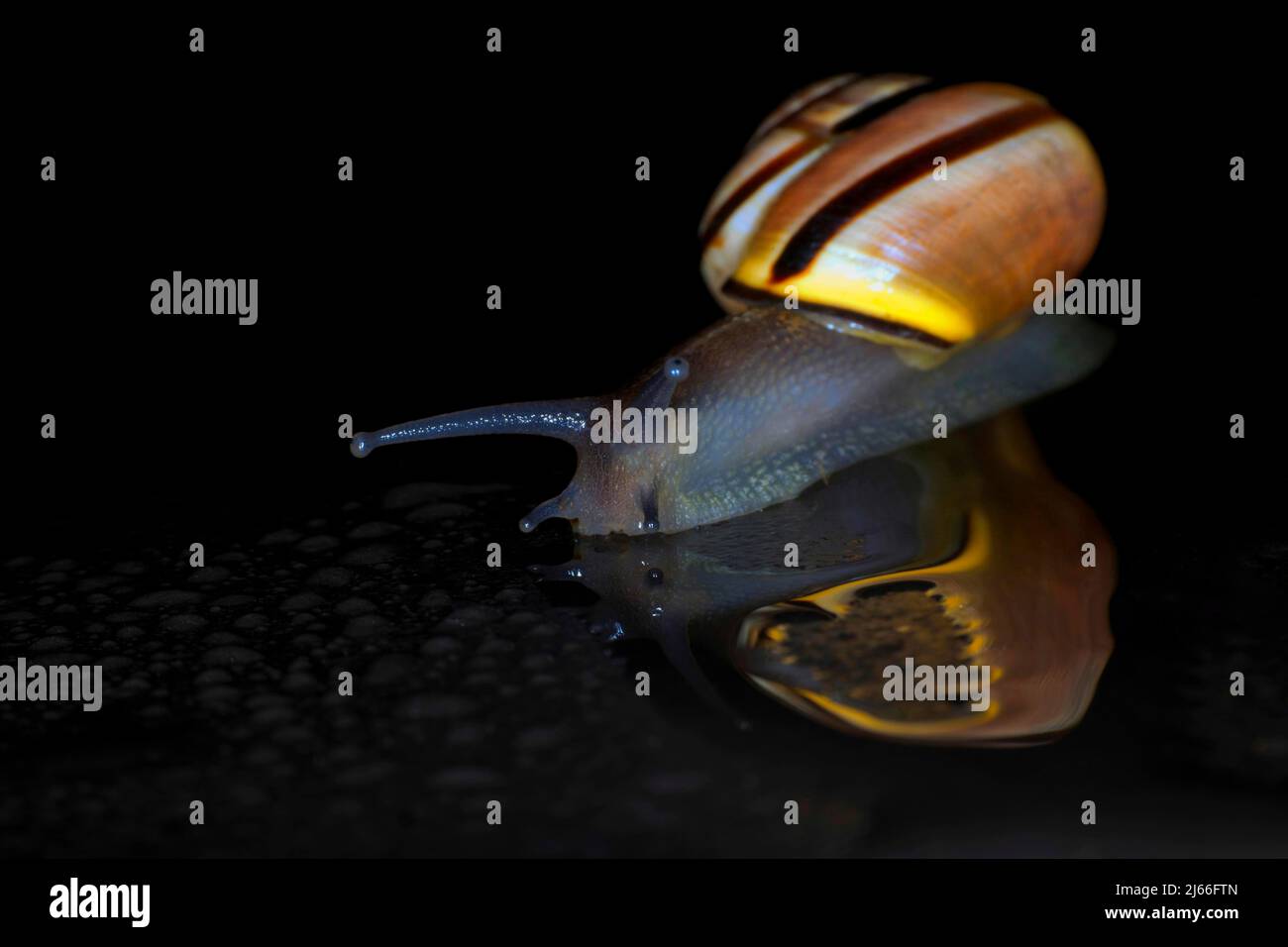 Hain-Baenderschnecke (Cepaea nemoralis) oder Schnirkelschnecke Stock ... Hain-Baenderschnecke (Cepaea nemoralis) oder Schnirkelschnecke Stock ...