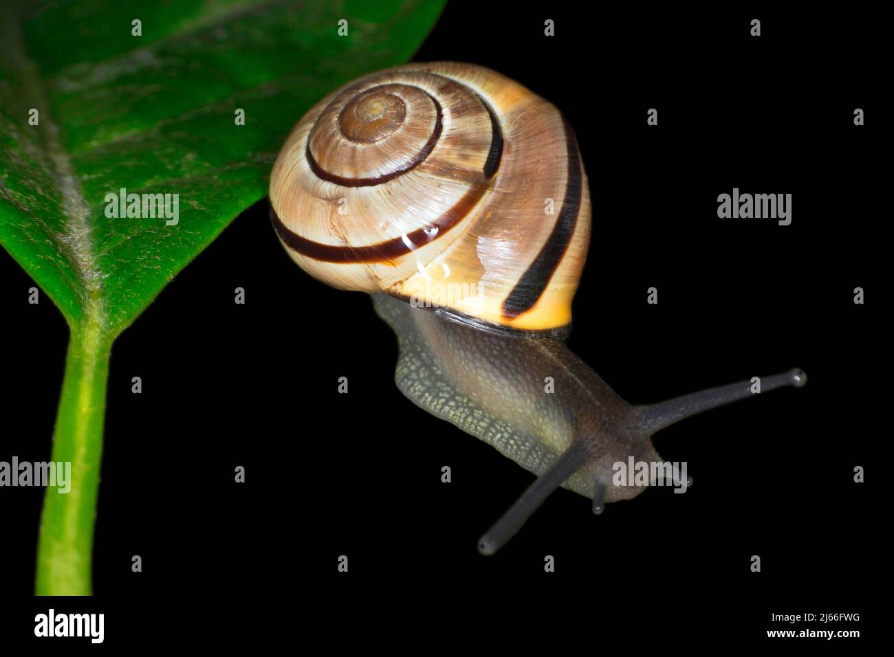 Hain-Baenderschnecke (Cepaea nemoralis) oder Schnirkelschnecke Stock ... Hain-Baenderschnecke (Cepaea nemoralis) oder Schnirkelschnecke Stock ...