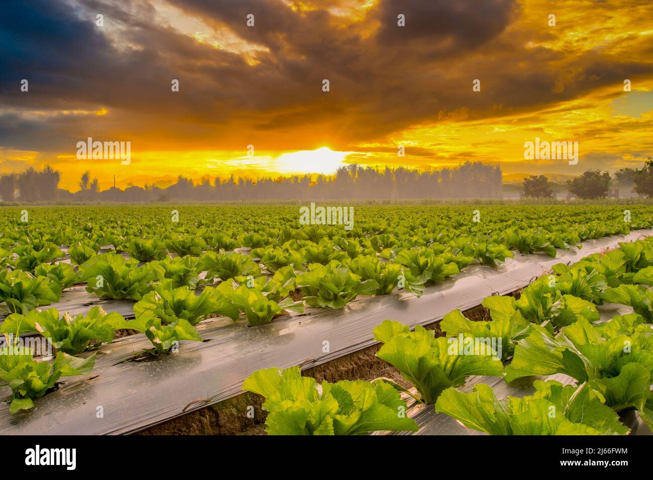 Natural scene lettuce field and sunset background Stock Photo - Alamy