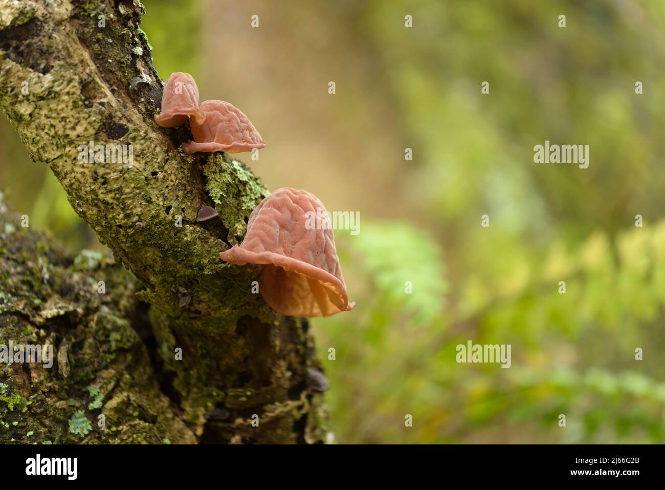 Pilze (Fungi) an Baumstamm, hutfoermige Baumpilze, Insel Isabela ...