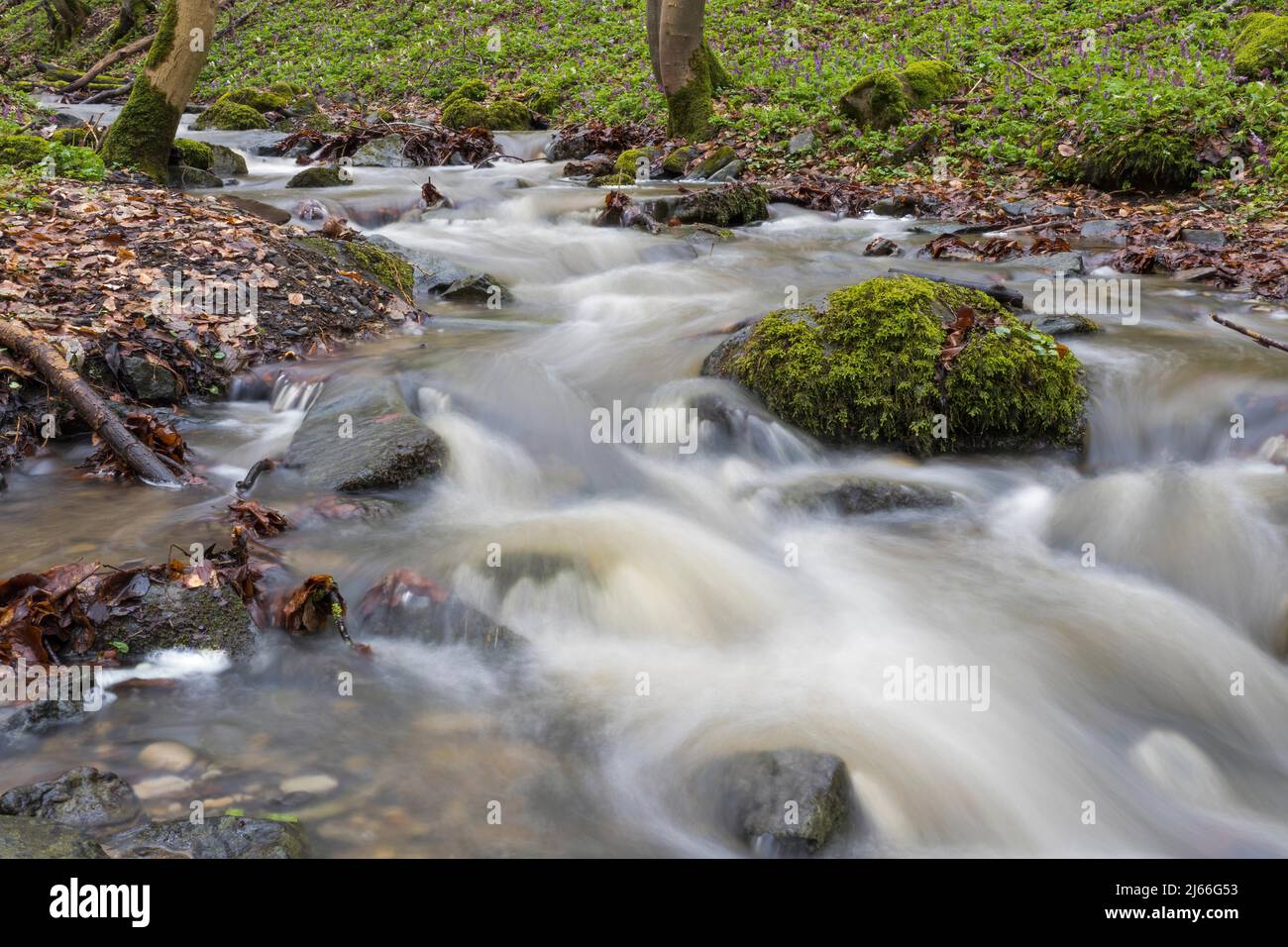 Bach Ahne, Ahneschlucht, Naturpark Habichtswald, Hessen, Deutschland ...