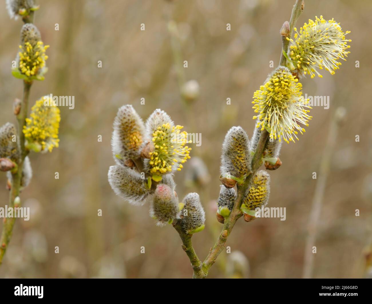 Weidenkaetzchen, Salweide (Salix caprea), Ostfriesland, Niedersachsen ...