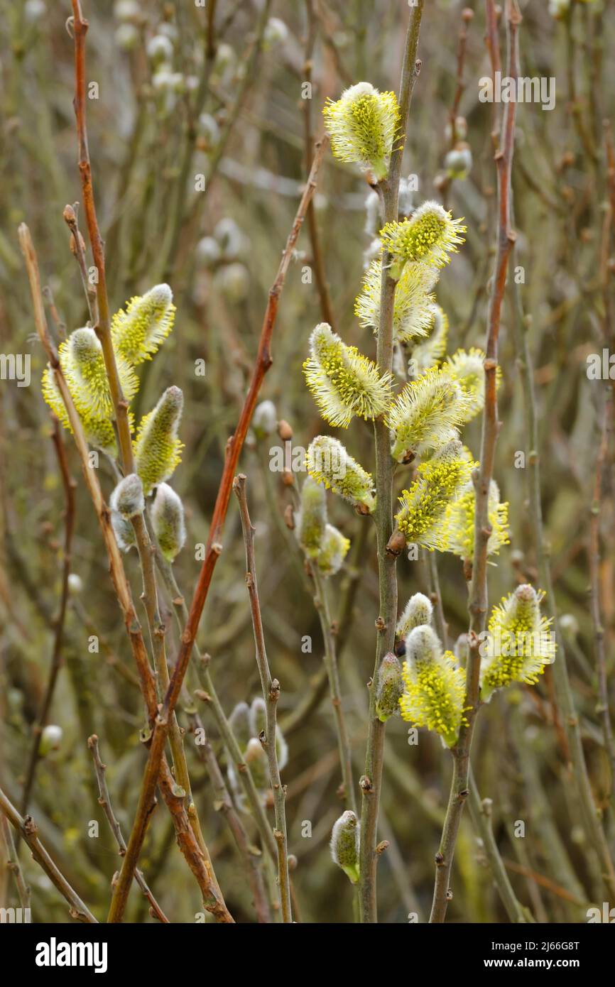 Weidenkaetzchen, Salweide (Salix caprea), Ostfriesland, Niedersachsen ...