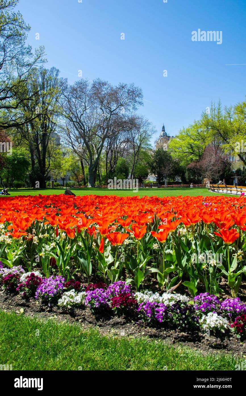 Flowers blooming at Rathauspark, Vienna Stock Photo - Alamy