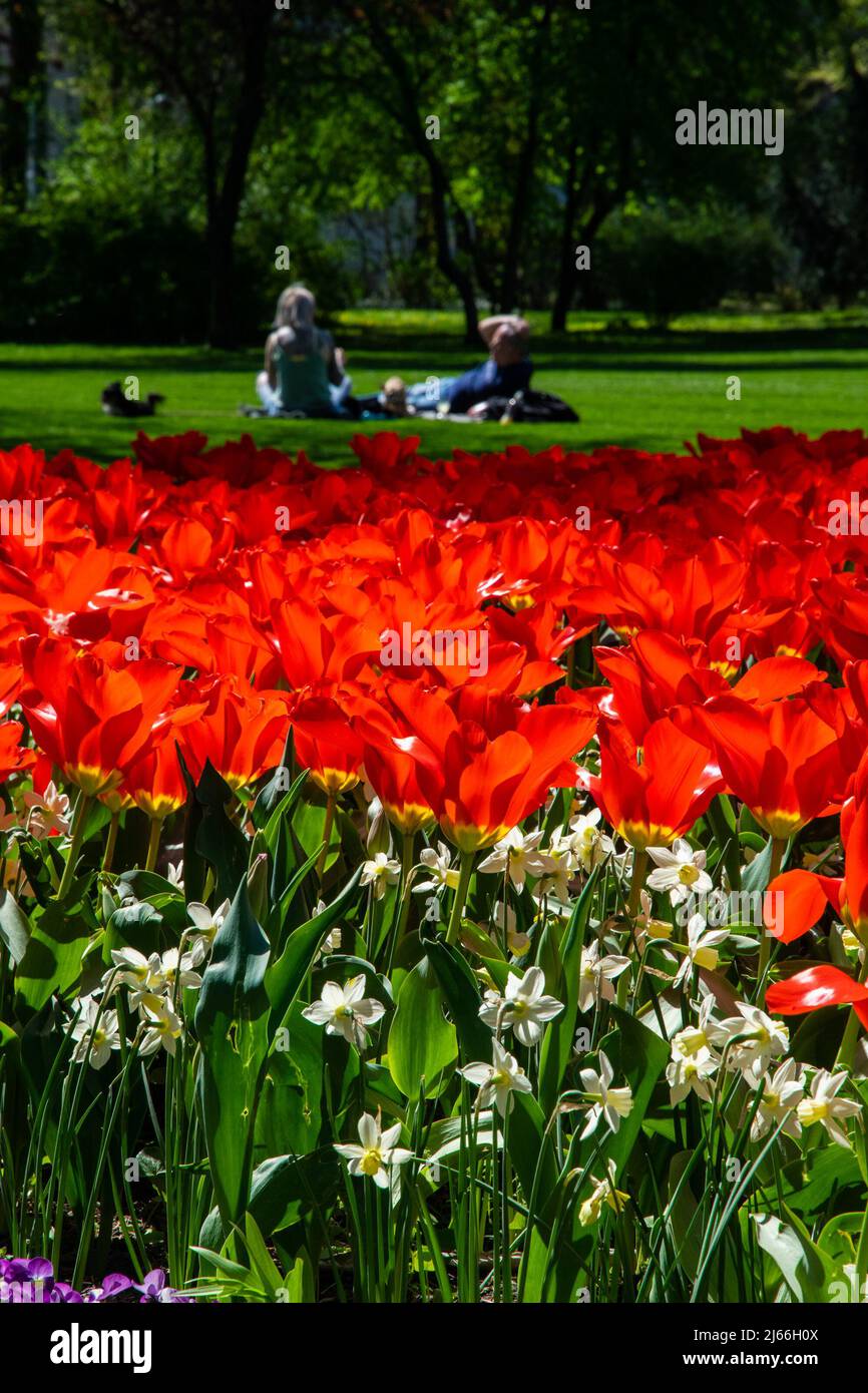 Tulip flowers at Rathauspark, Vienna Stock Photo - Alamy