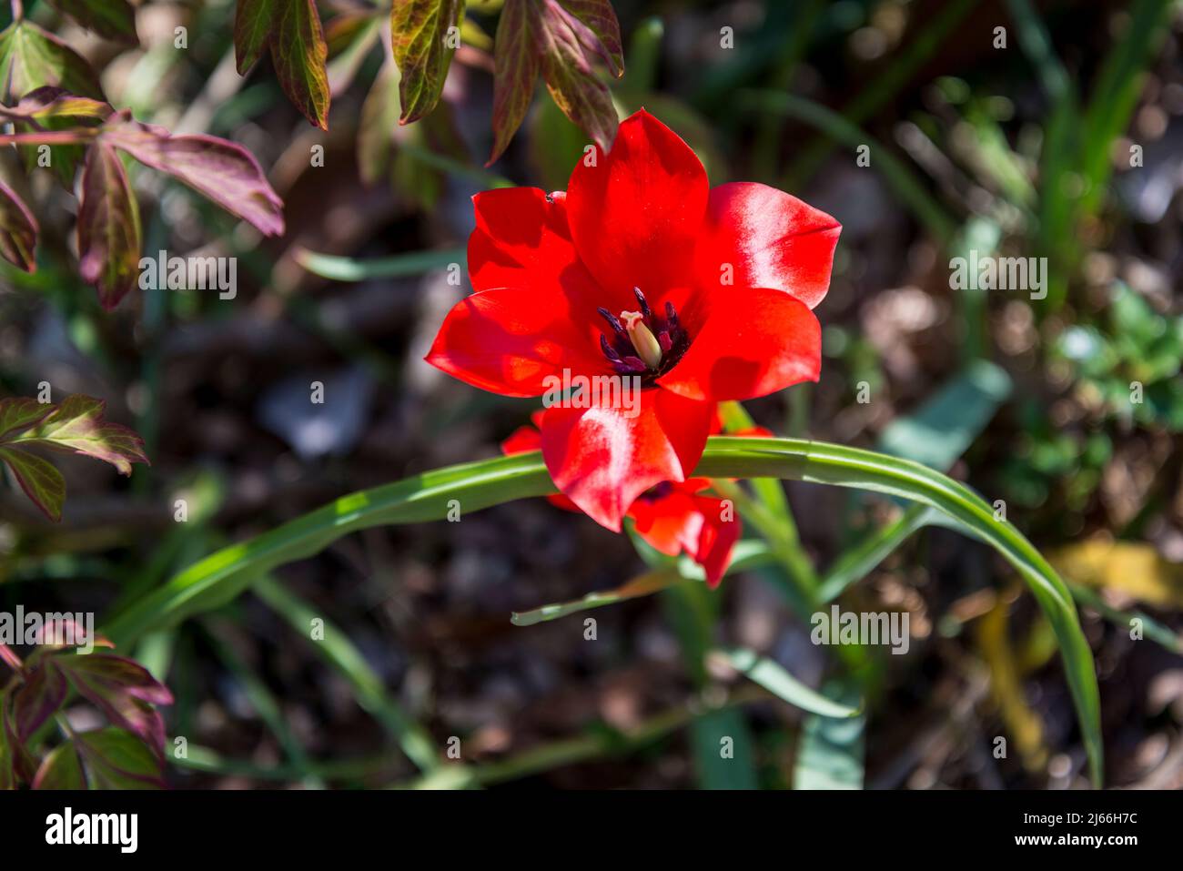 Tulip, Tulipa linifolia, Batalinii Group, 'Red Hunter' Stock Photo - Alamy