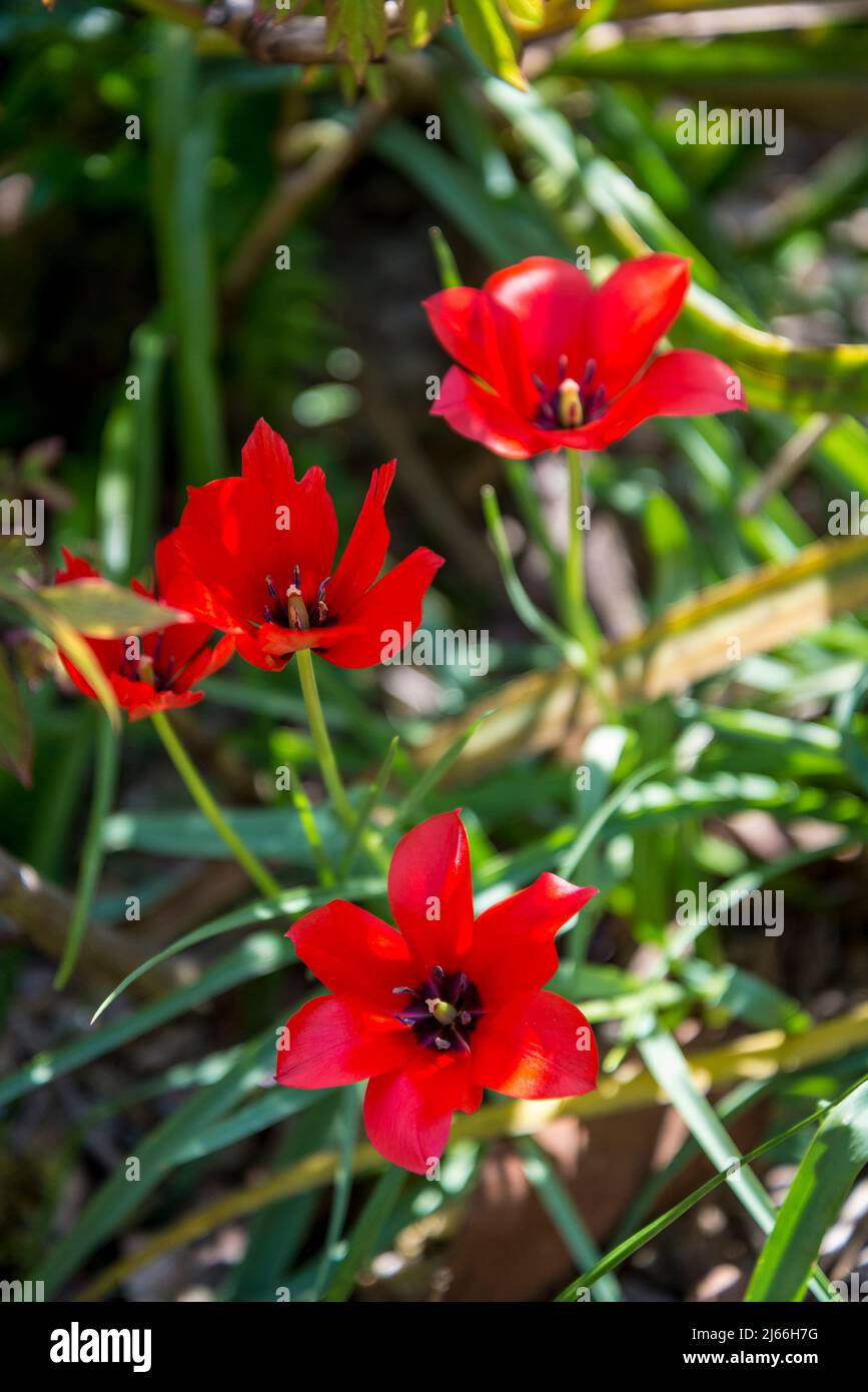 Tulip, Tulipa linifolia, Batalinii Group, 'Red Hunter' Stock Photo - Alamy