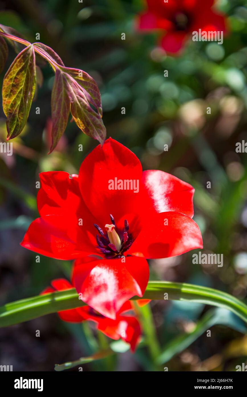 Tulip, Tulipa linifolia, Batalinii Group, 'Red Hunter' Stock Photo - Alamy