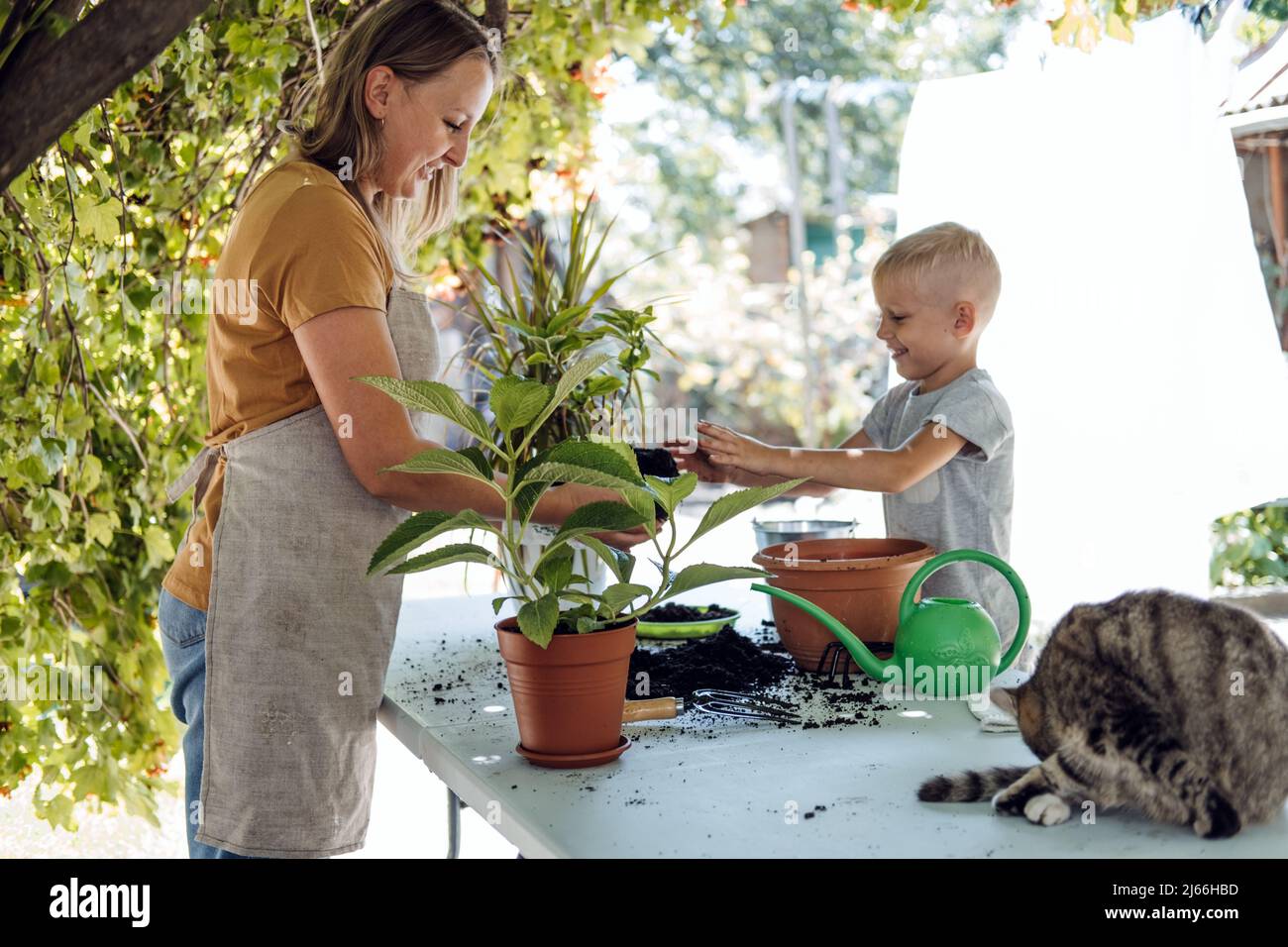 Family mom son and cat Planting Flowers Together. Spring Houseplant ...