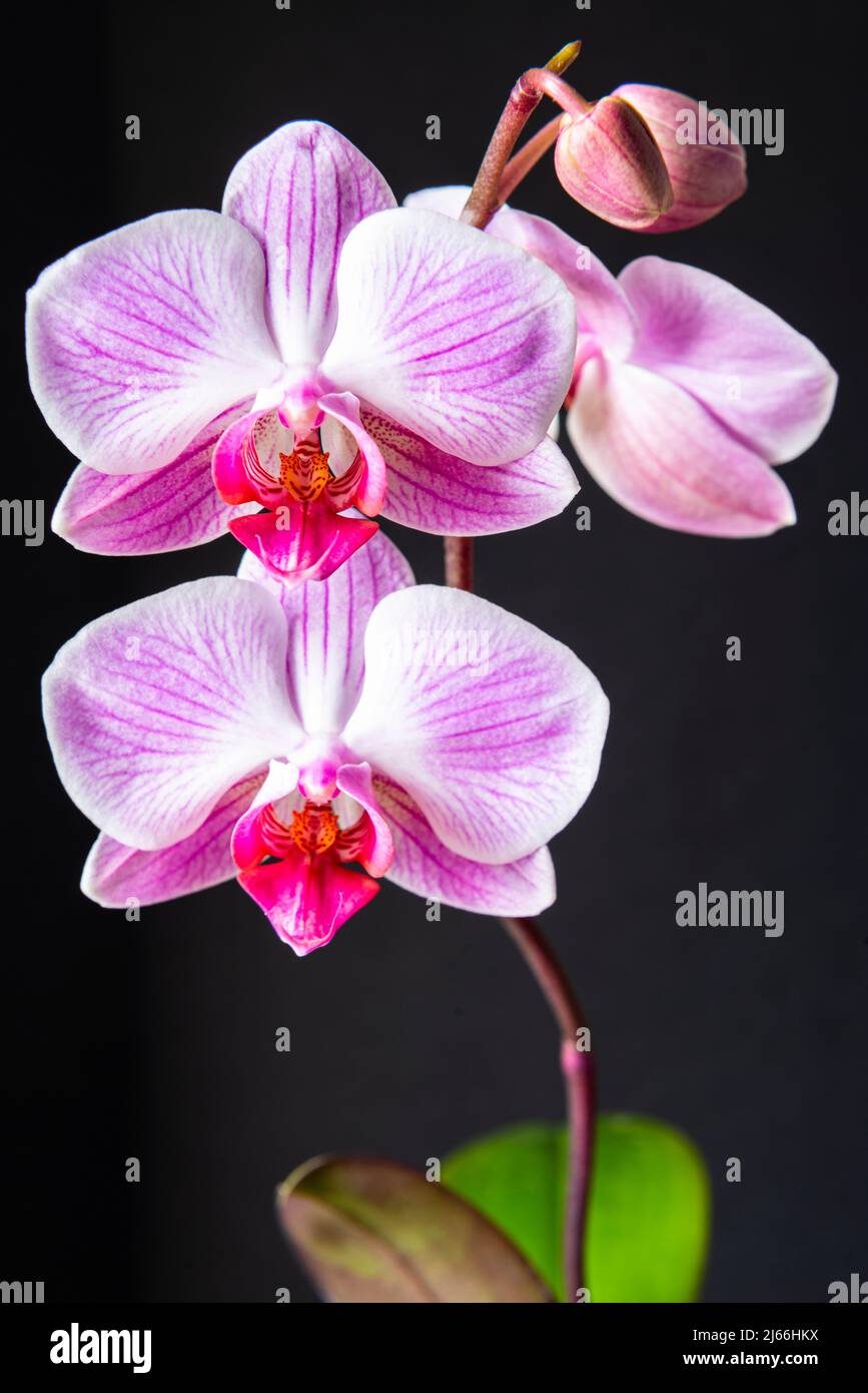 Pink Moth Orchid, (Phalaenopsis Stock Photo - Alamy