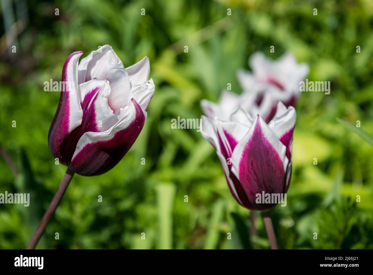 Tulip 'China Town' Stock Photo - Alamy