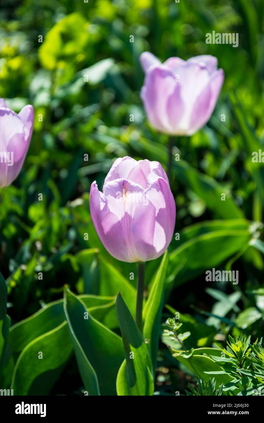 Tulip 'Kansas Proud' Stock Photo - Alamy