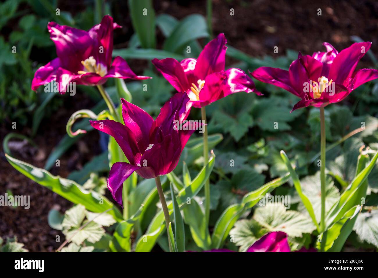 Tulip 'Purple Heart' Stock Photo - Alamy