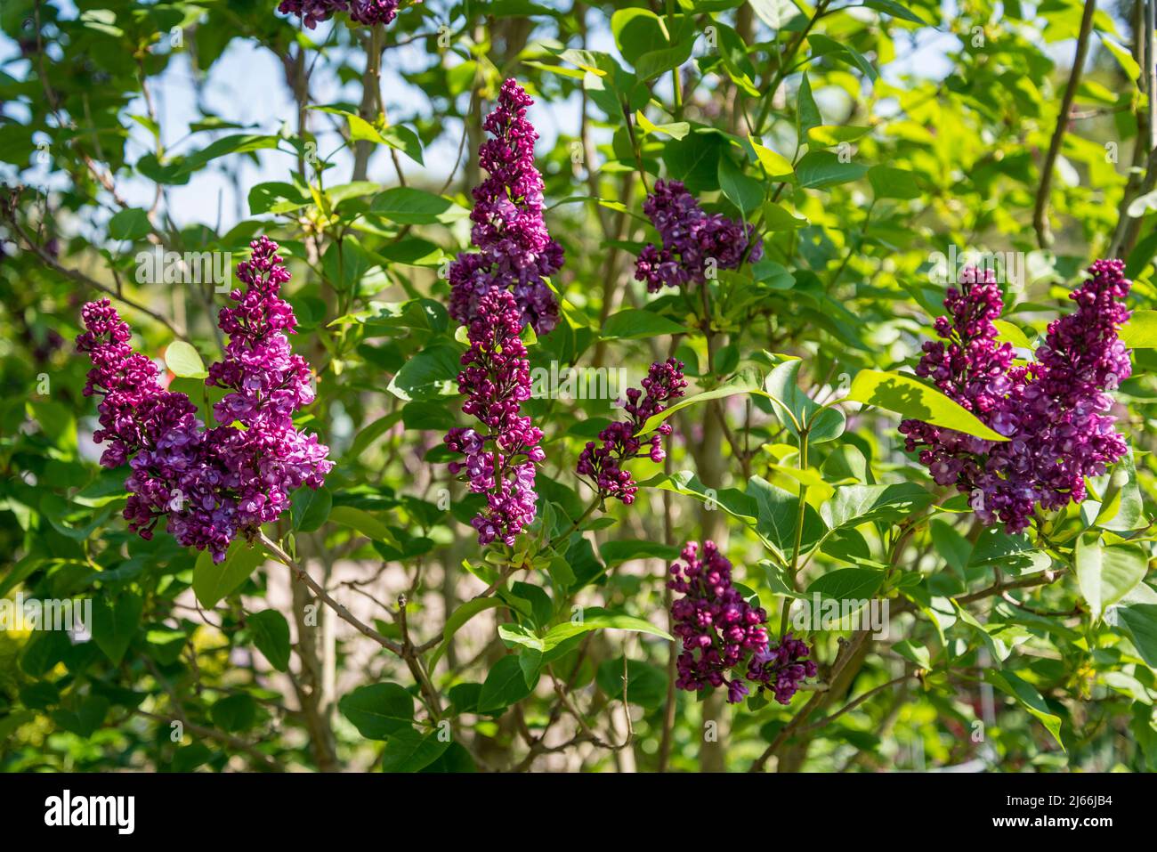 Syringa vulgaris 'Charles Joly', common lilac shrub Stock Photo - Alamy
