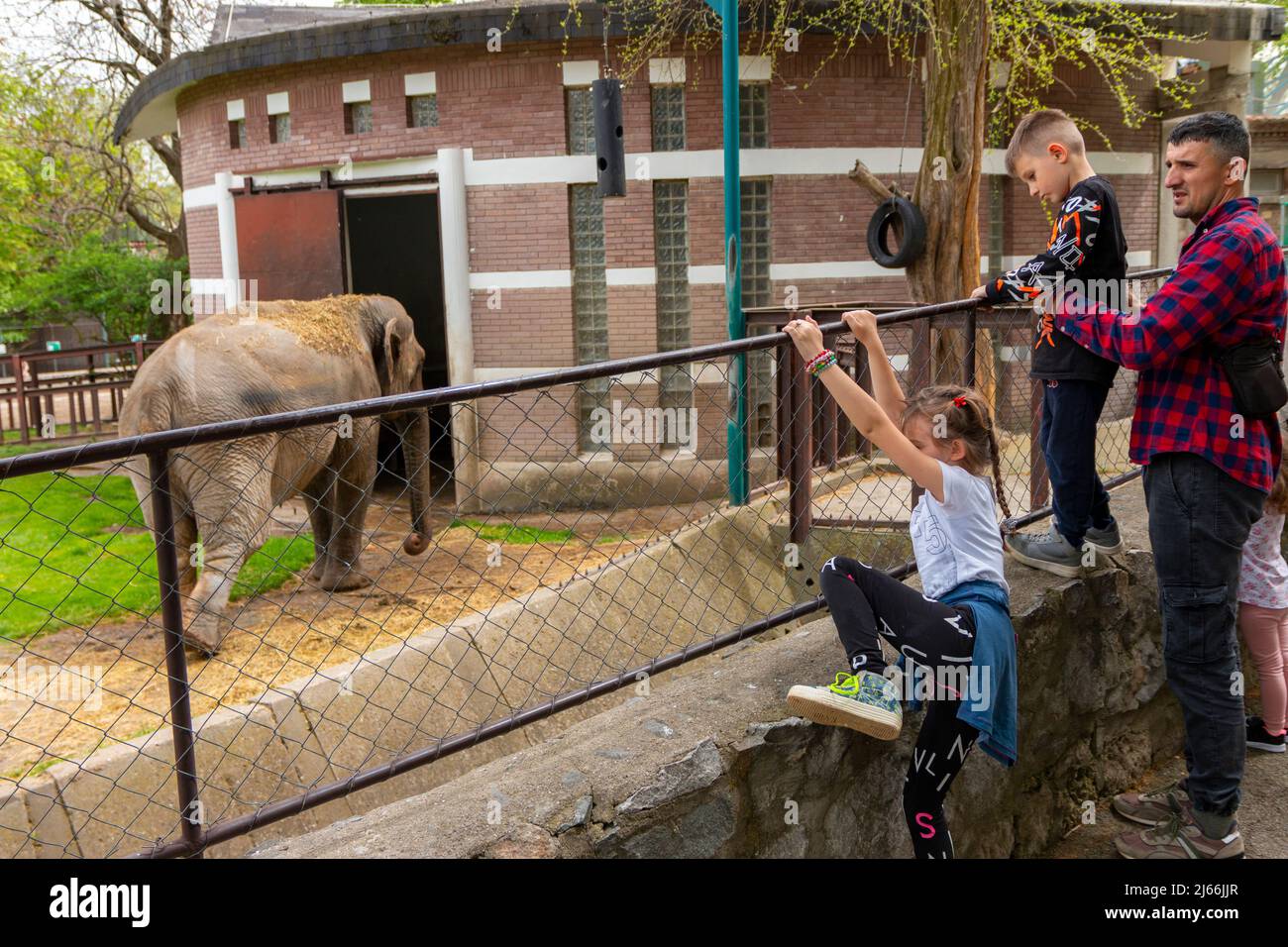 Happy family exploring animals and having fun. Excited children and ...