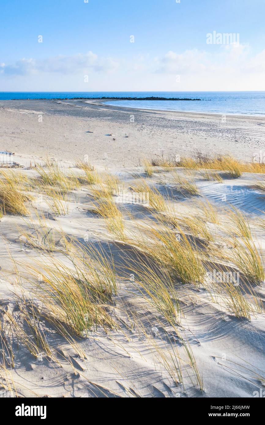 Duenengras, Helgoland/Duene, Deutschland Stock Photo - Alamy