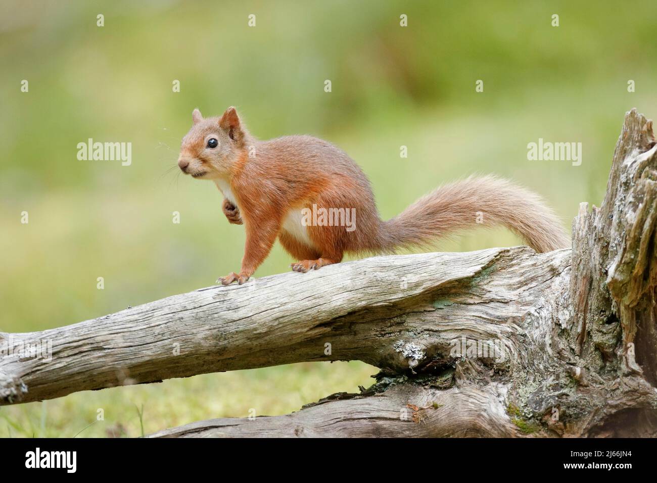 Eurasian Red Squirrel (Sciurus vulgaris), Scotland, United Kingdom ...