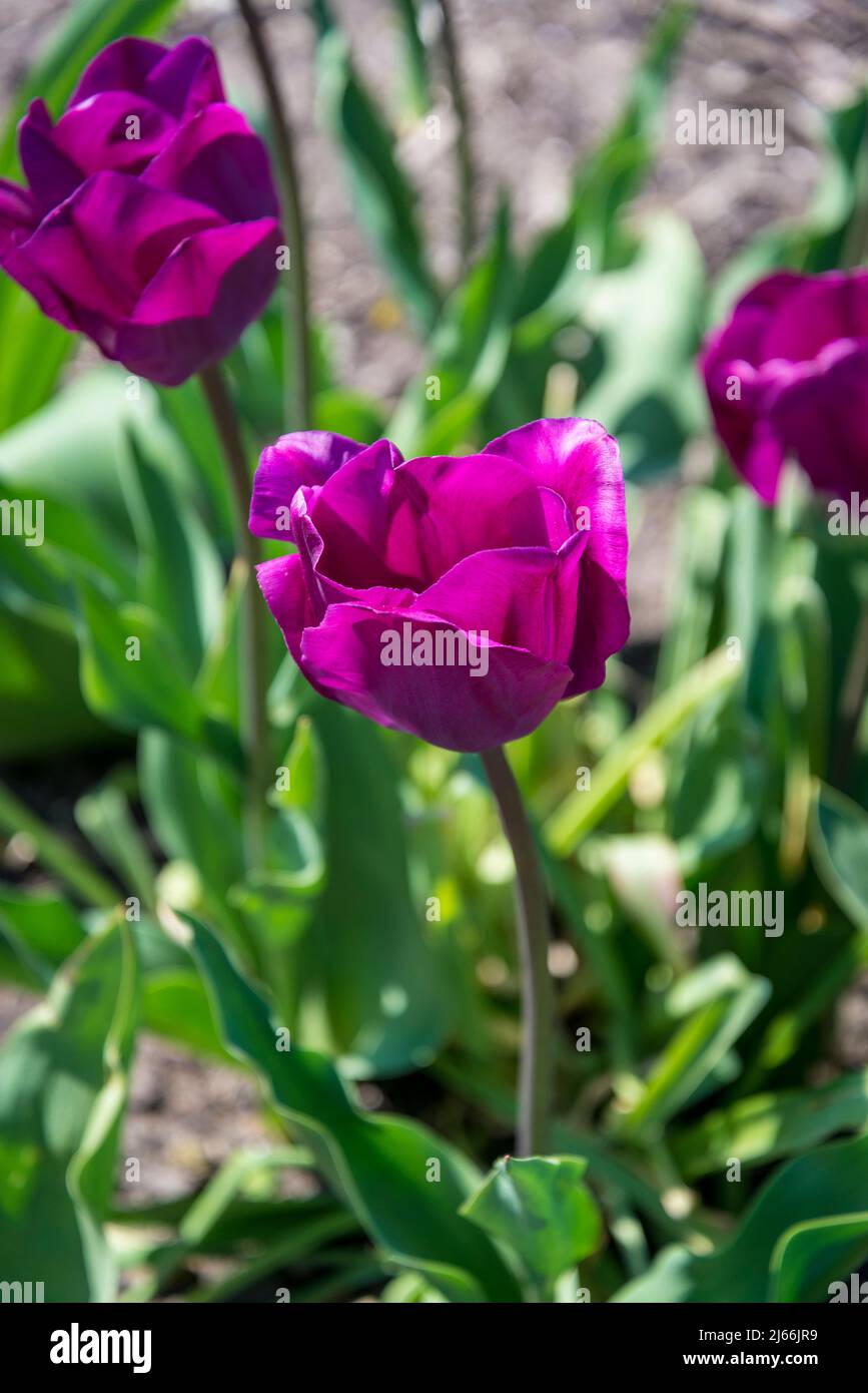 Negrita tulip hi-res stock photography and images - Alamy