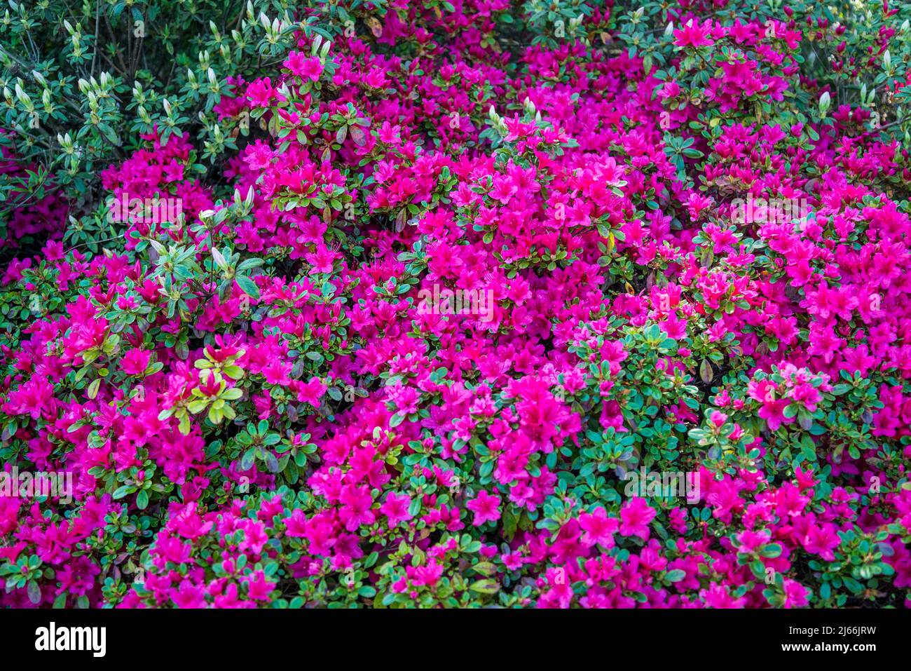 Rhododendron 'Squirrel', dwarf evergreen azalea Stock Photo - Alamy