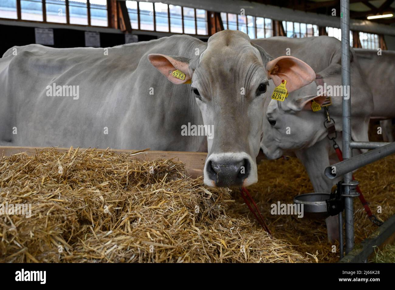 Milchkuh hi-res stock photography and images - Alamy