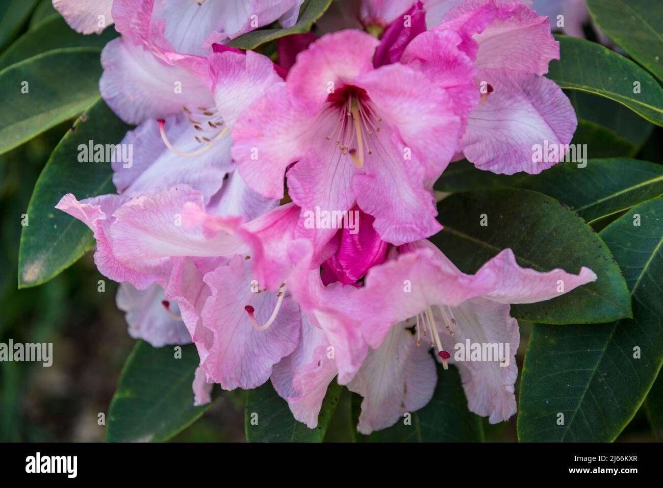 Rhododendron 'Cotton Candy' Stock Photo - Alamy