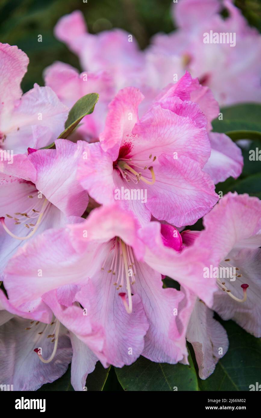 Vibrant candy display hi-res stock photography and images - Alamy