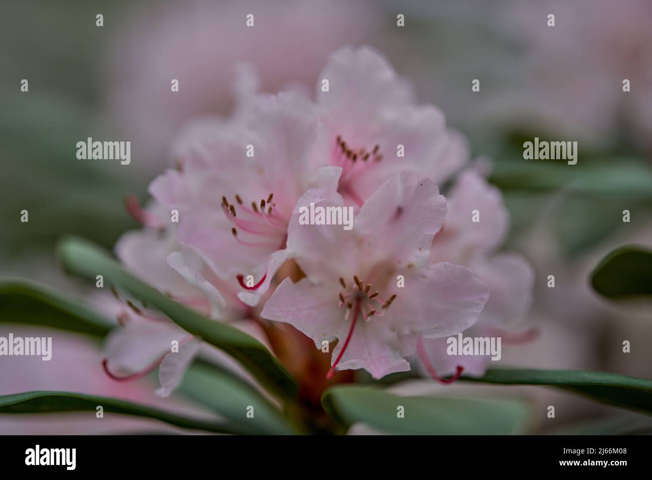 Lush,colorful Rhododendron blossom flowers close up Stock Photo - Alamy