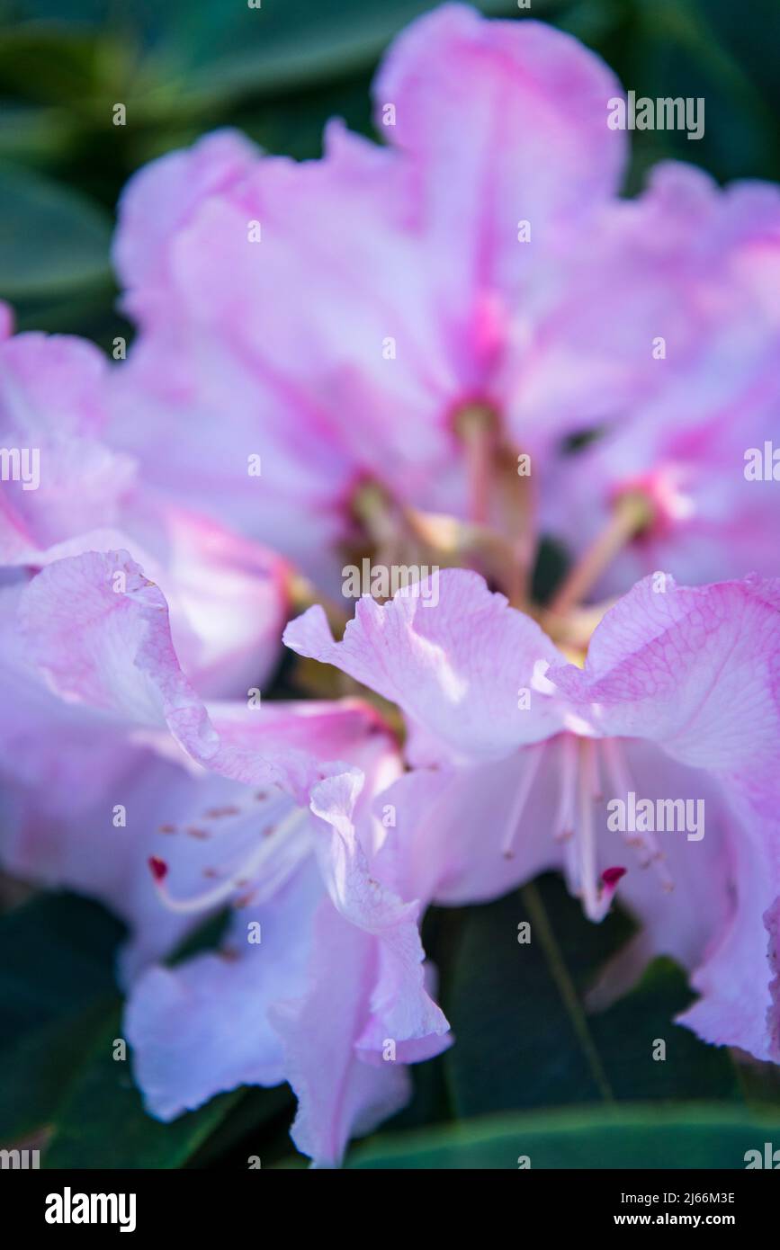 Rhododendron 'Cotton Candy' Stock Photo - Alamy