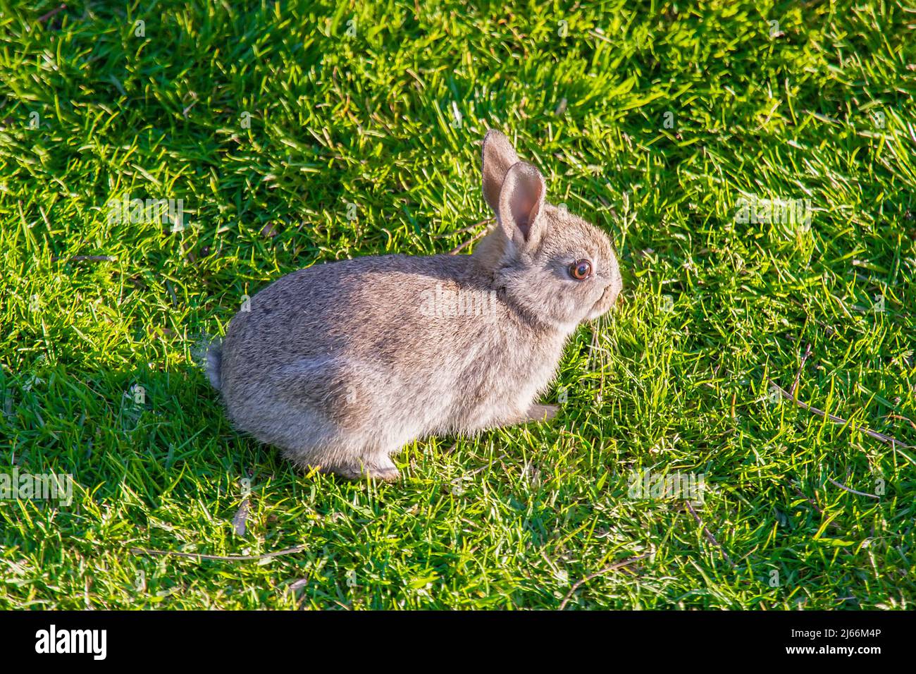 Rabbit on the grass hi-res stock photography and images - Alamy