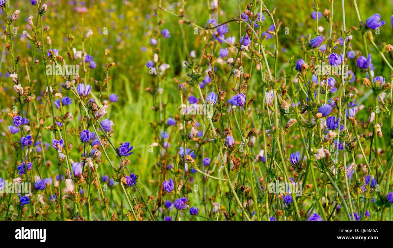 Medicinal plants. Common chicory (Latin Cichorium ntybus) in its ...