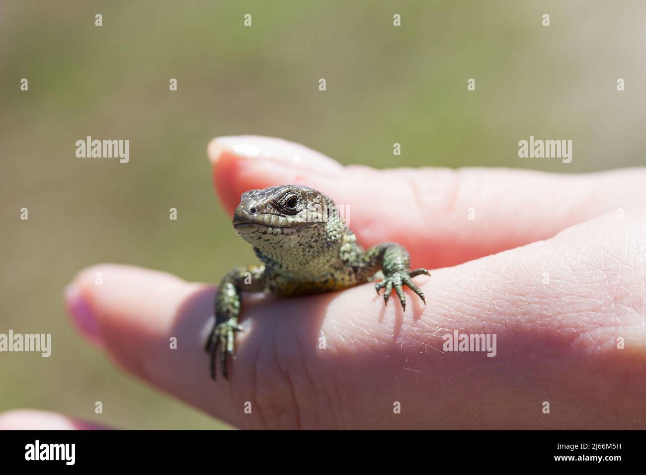 Small nimble lizard in a human hand Stock Photo - Alamy