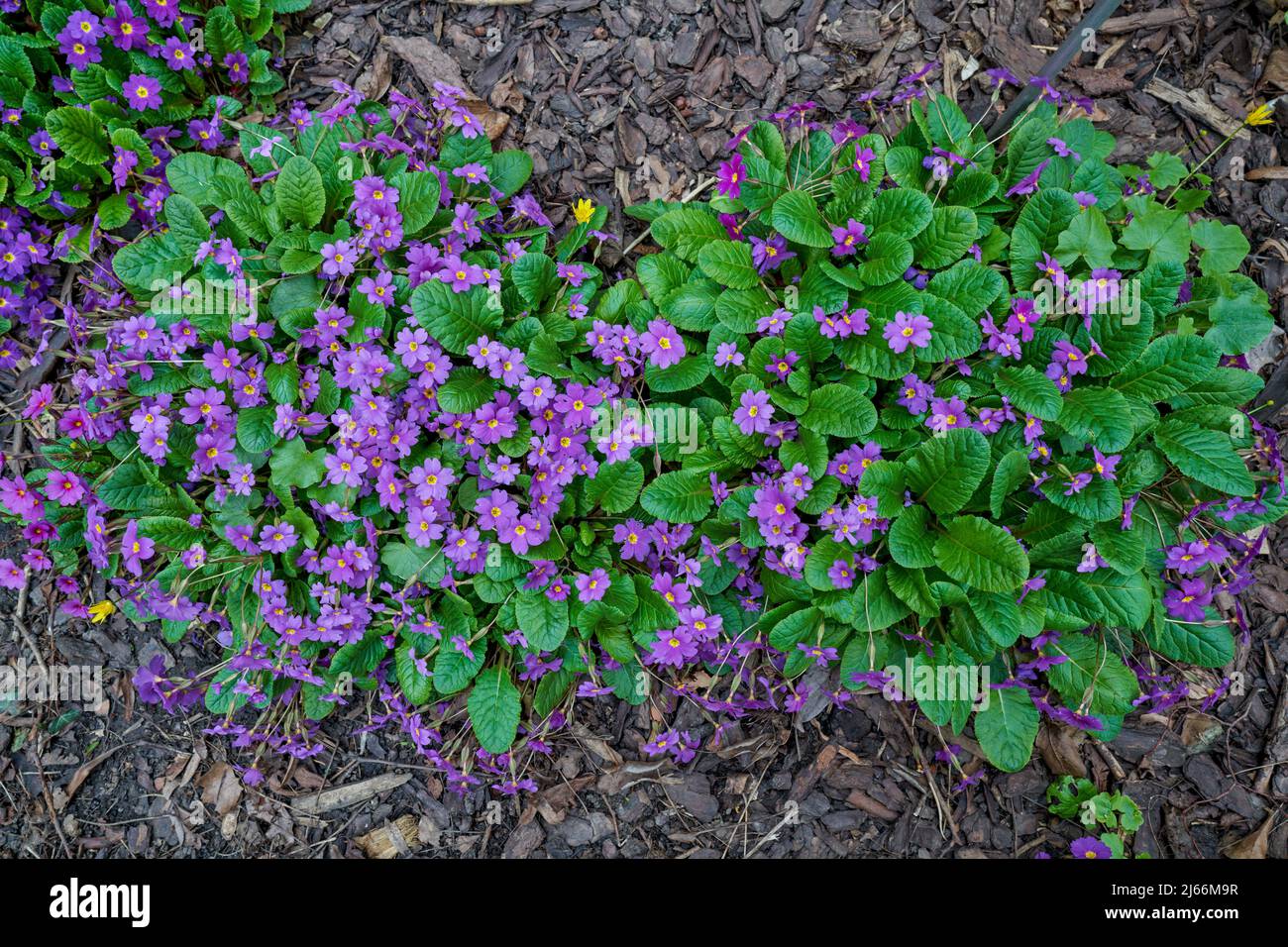 Primula wanda hi-res stock photography and images - Alamy