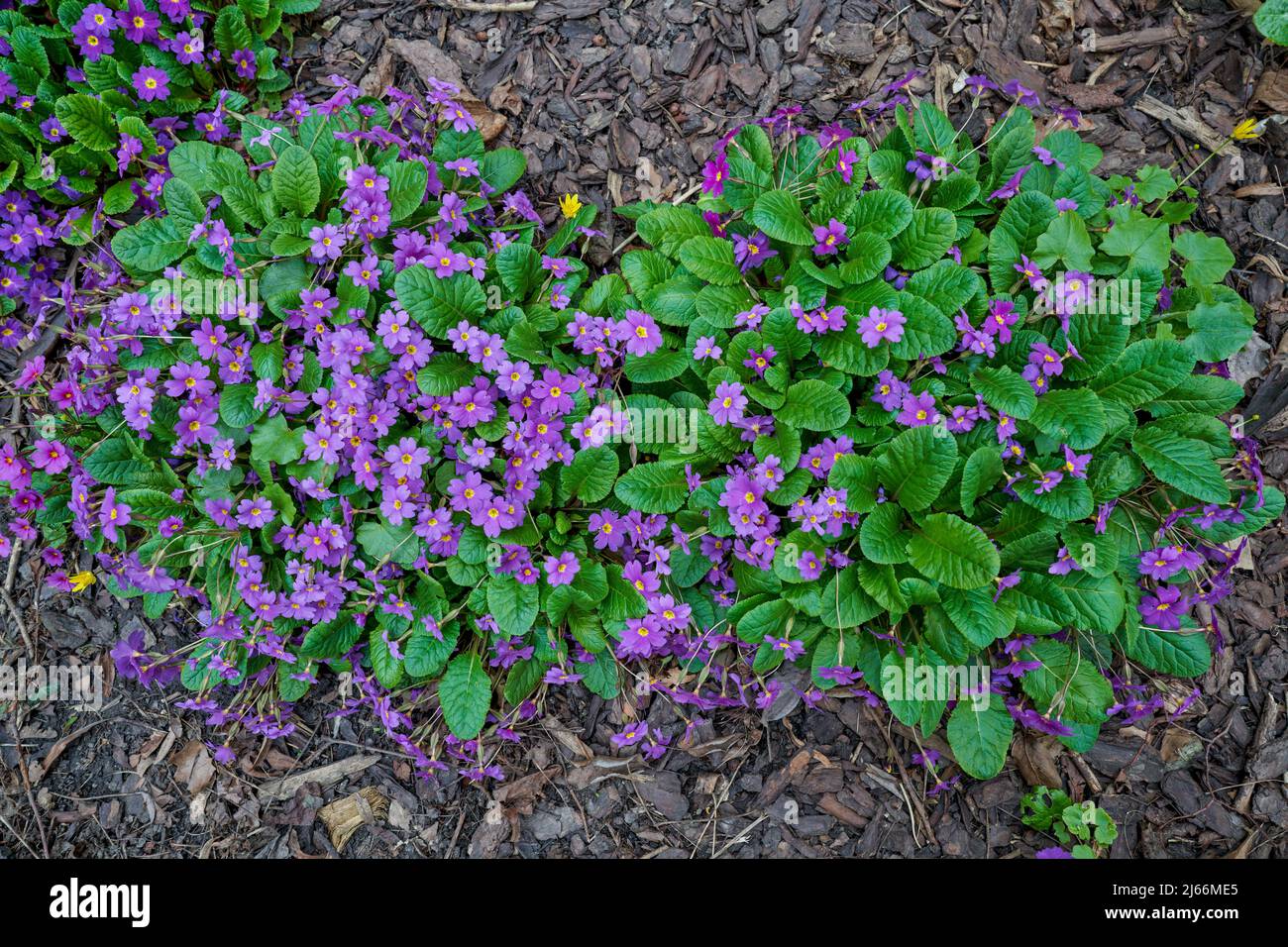 Primula wanda hi-res stock photography and images - Alamy