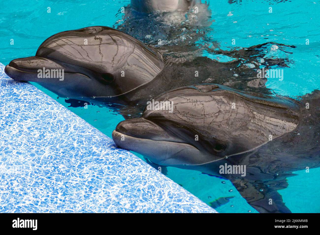 Evacuated pool hi-res stock photography and images - Alamy