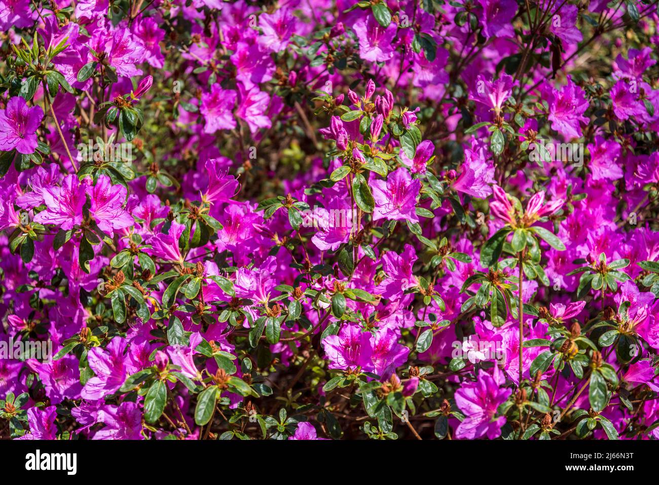 Rosy diamond hi-res stock photography and images - Alamy