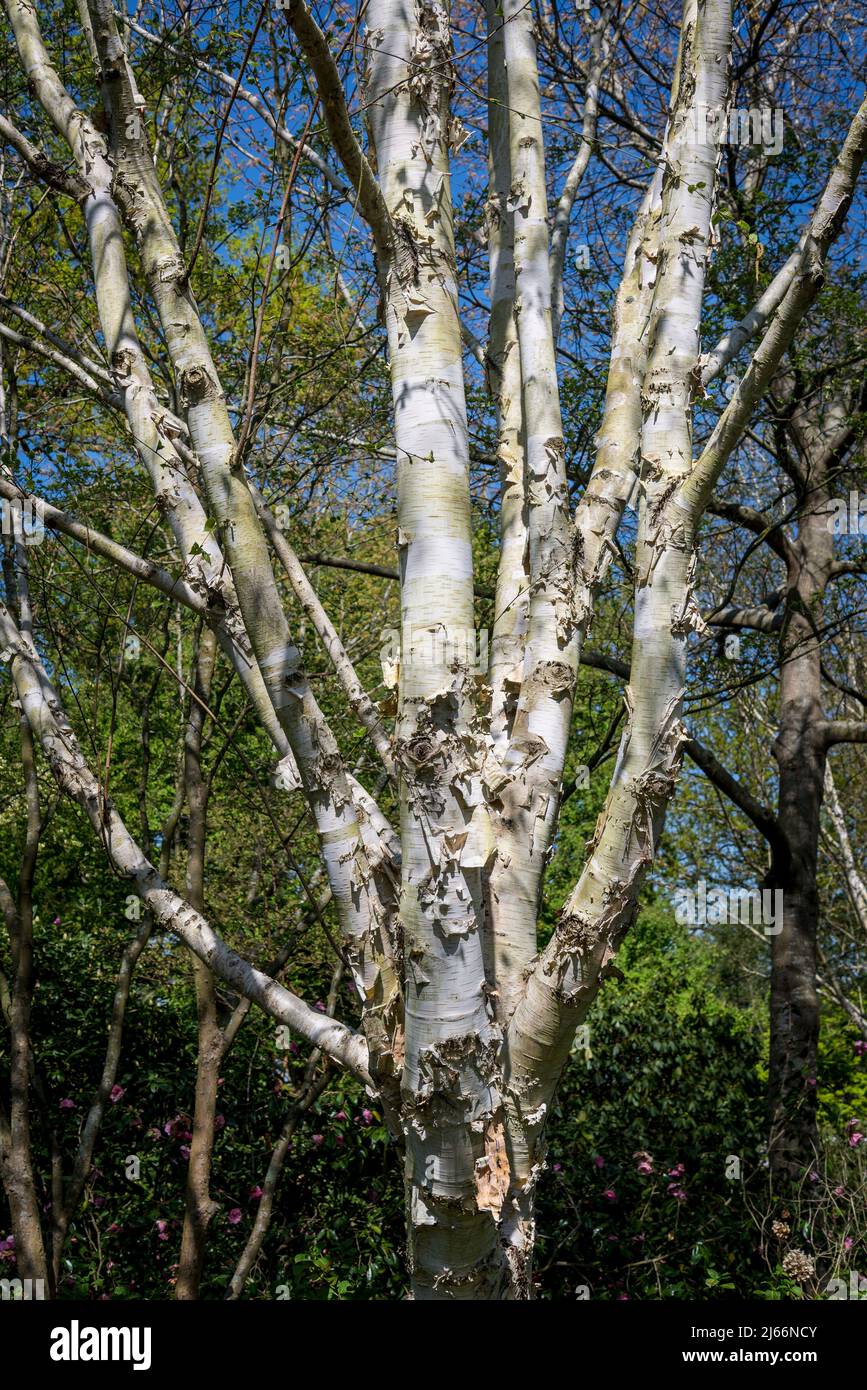 Beautiful tree bark peeling hi-res stock photography and images - Alamy