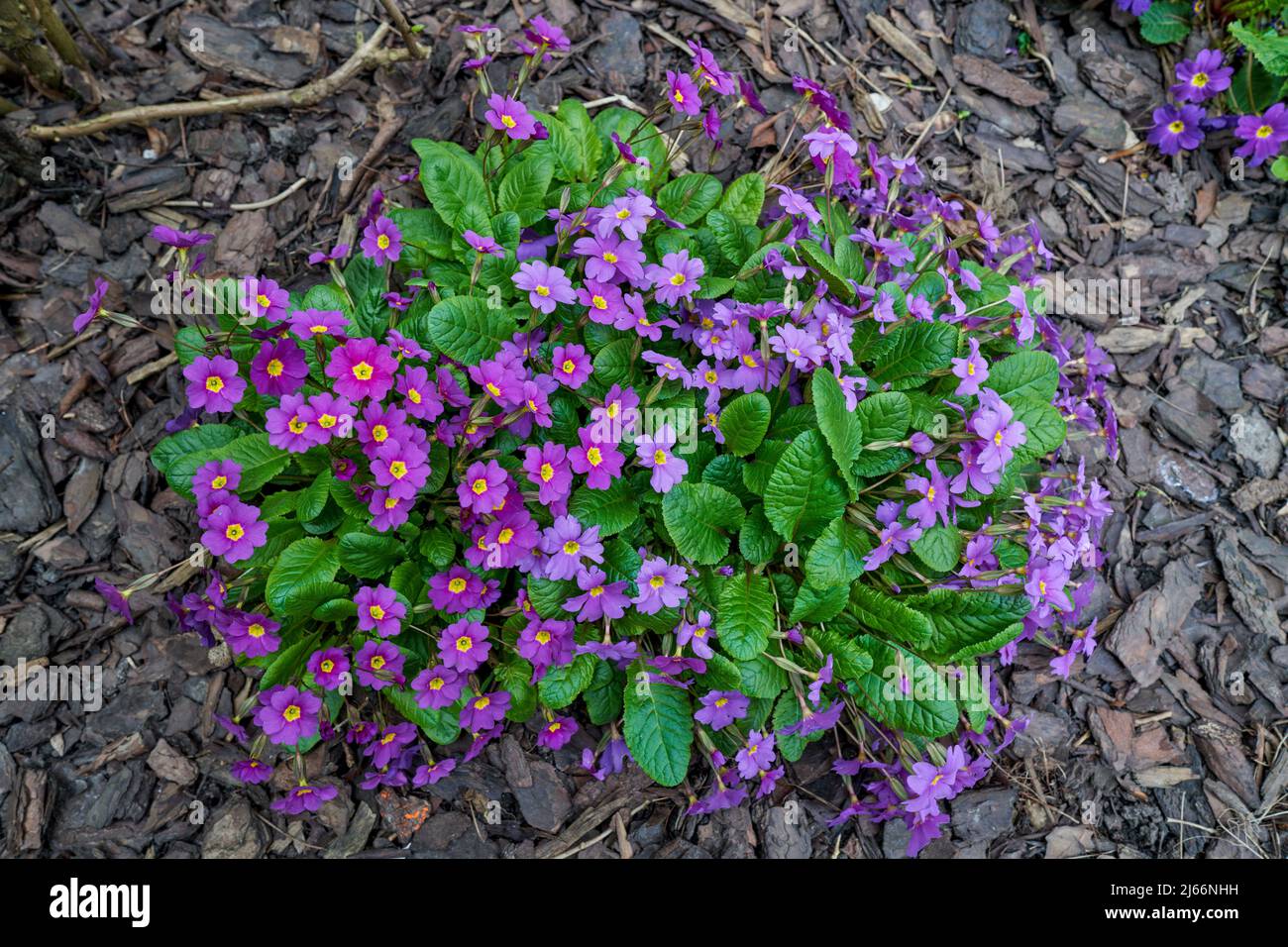 Primula wanda hi-res stock photography and images - Alamy